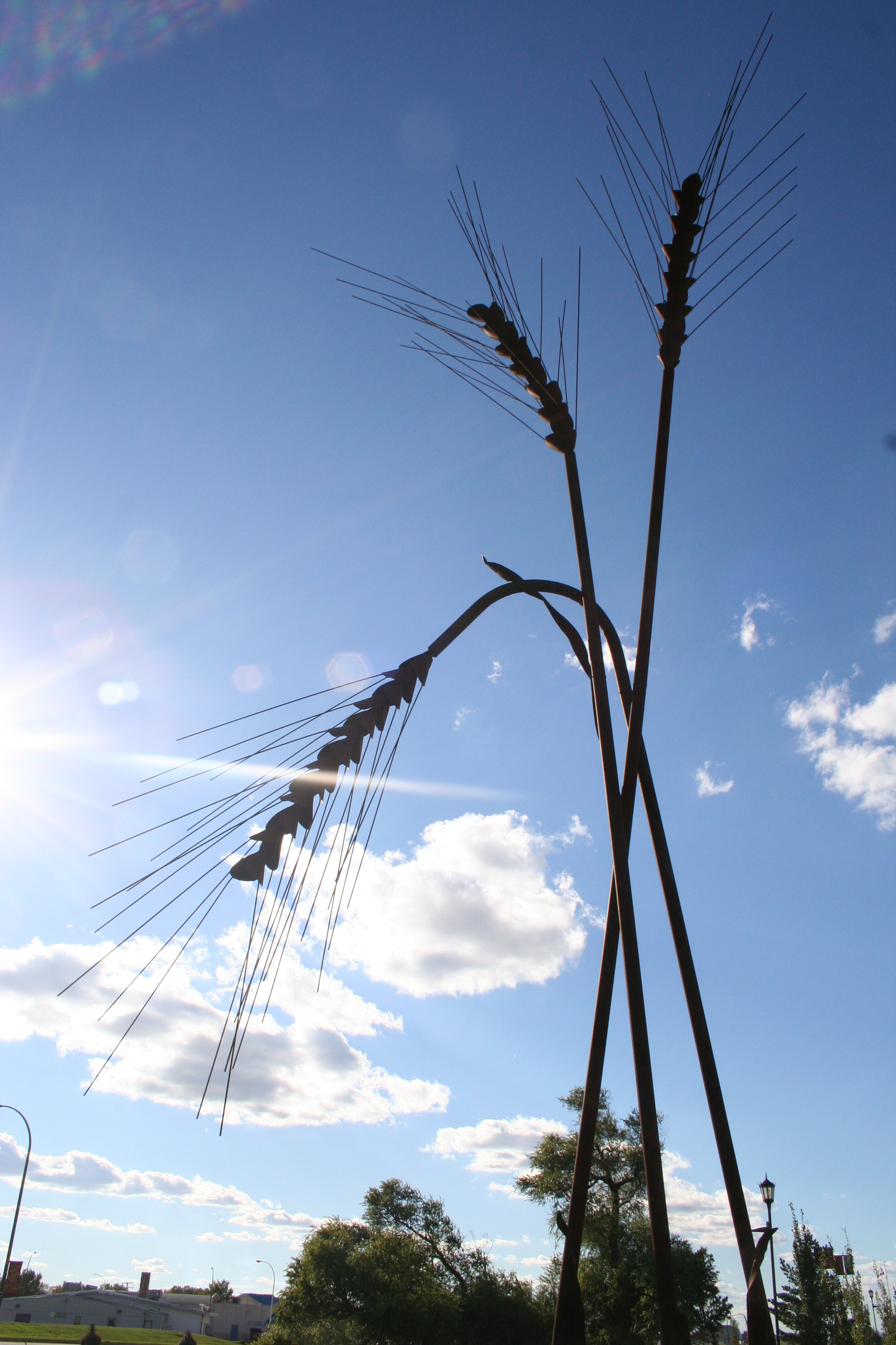 Salt-tolerant wheat | Edward Willett